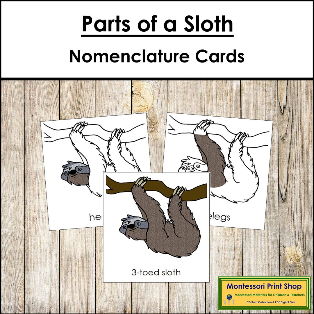 Parts of a Sloth Nomenclature 3-part Cards - Zoology - Printable ...
