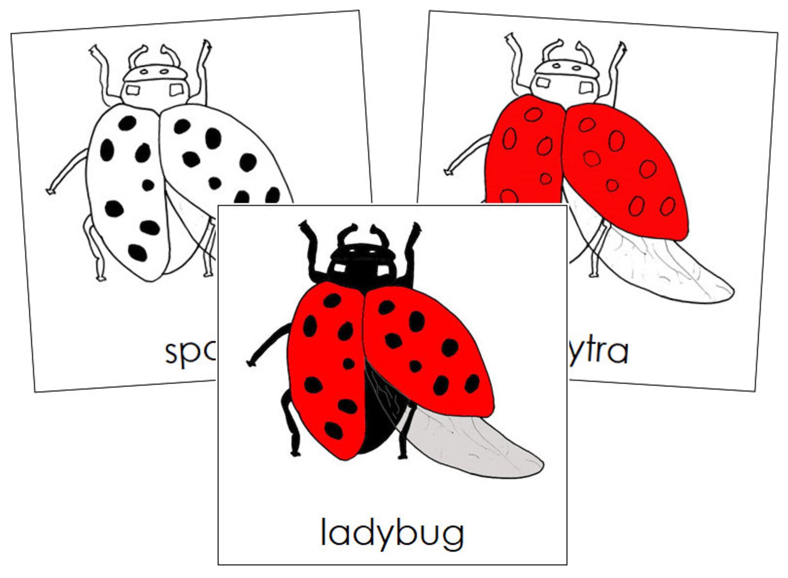 Parts of a Ladybug Nomenclature 3-part Cards & Blackline Master ...