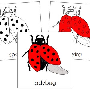 Parts of a Ladybug Nomenclature 3-part Cards - Montessori Zoology ...