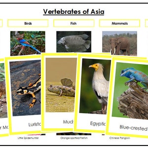 Vertebrates of the Continents Sorting (color-coded) - Montessori ...