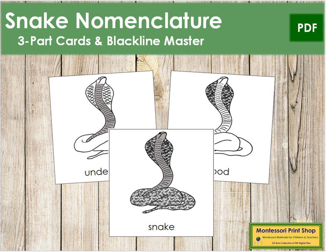 Parts of a Snake Nomenclature 3-part Cards Montessori - Etsy