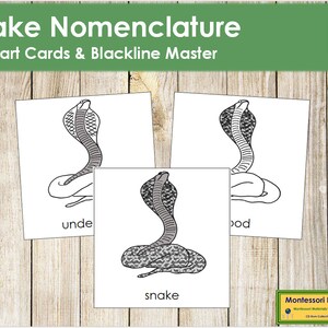 Parts of a Snake Nomenclature 3-part Cards Montessori - Etsy
