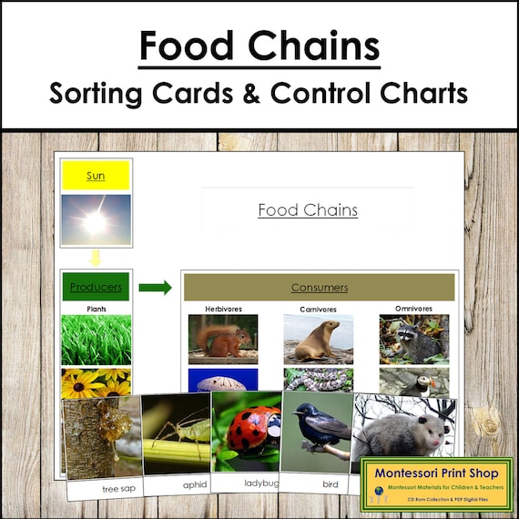 Printable Food Chain Cards Food Chain Word Cards (teacher Made)