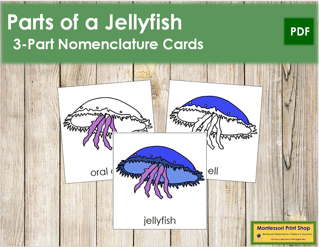Parts of a Jellyfish Nomenclature 3-part Cards Montessori - Etsy Hong Kong