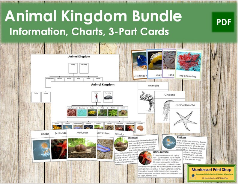 Animal Kingdom Bundle color Borders Montessori Zoology - Etsy