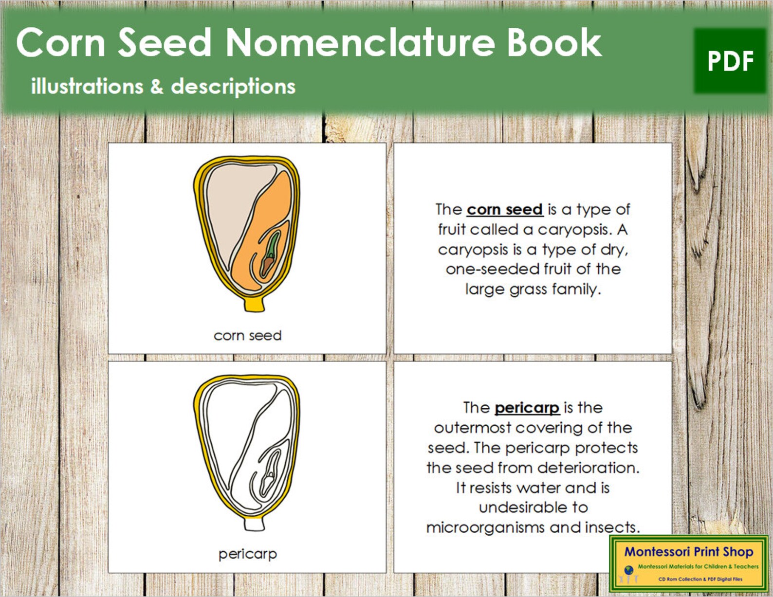 Parts of a Corn Seed Nomenclature Book Montessori Botany | Etsy