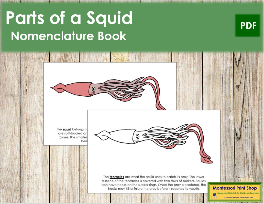 Parts of a Squid Nomenclature Book Montessori Zoology - Etsy