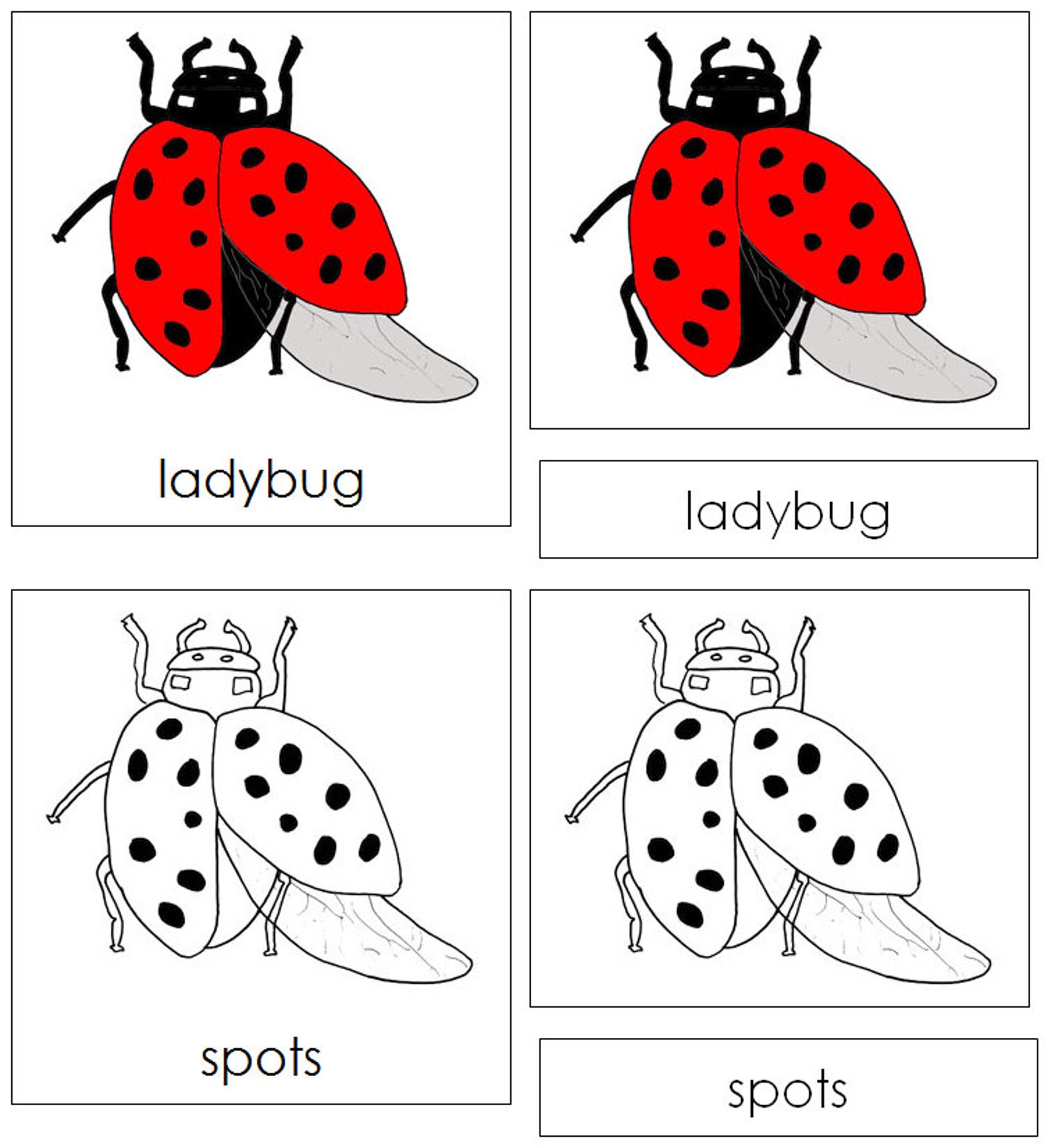 Parts of a Ladybug Nomenclature 3-part Cards Montessori - Etsy UK
