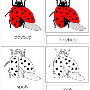 Parts of a Ladybug Nomenclature 3-part Cards - Montessori Zoology ...