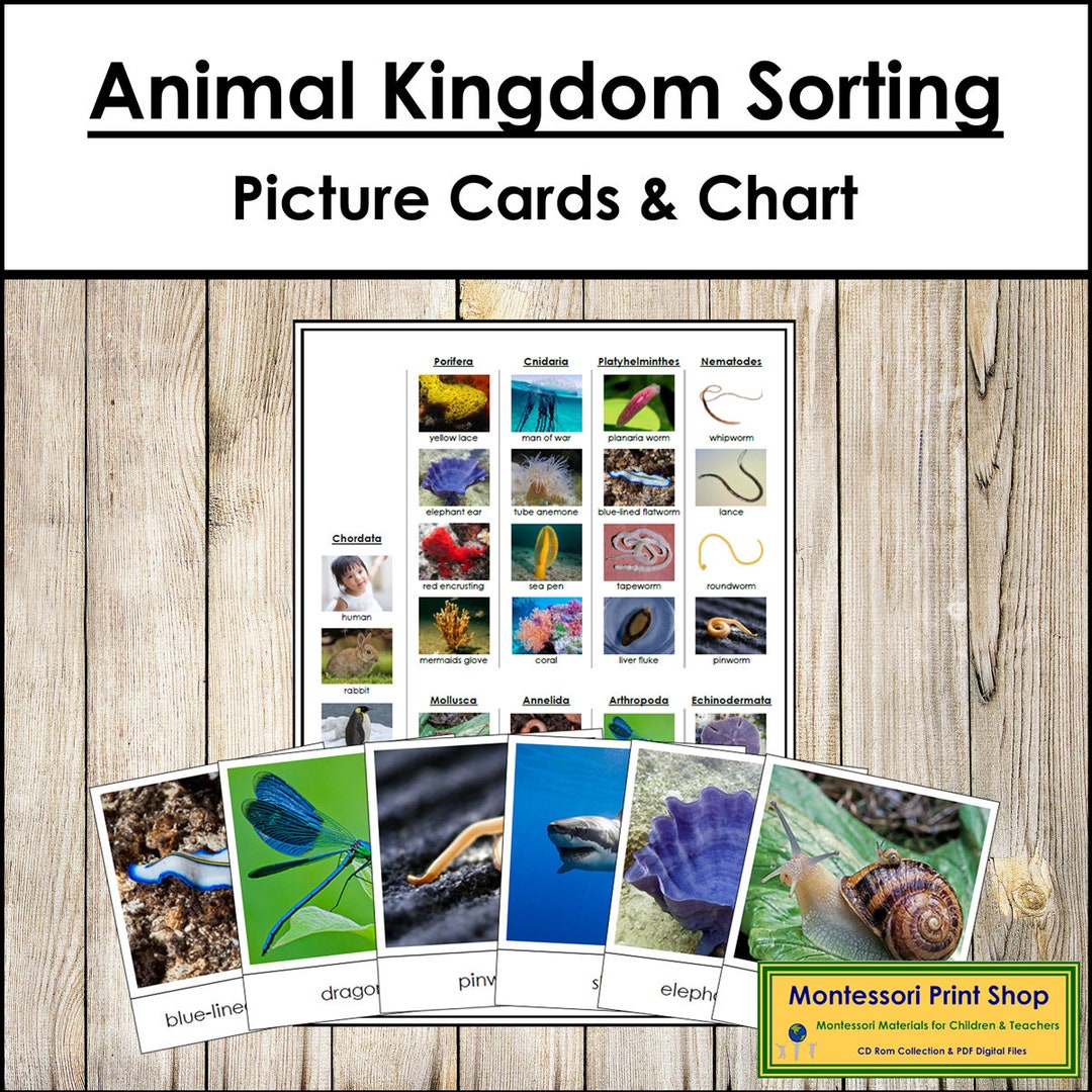 Montessori Animal Kingdom Sorting Cards & Chart - Animal Zoology ...