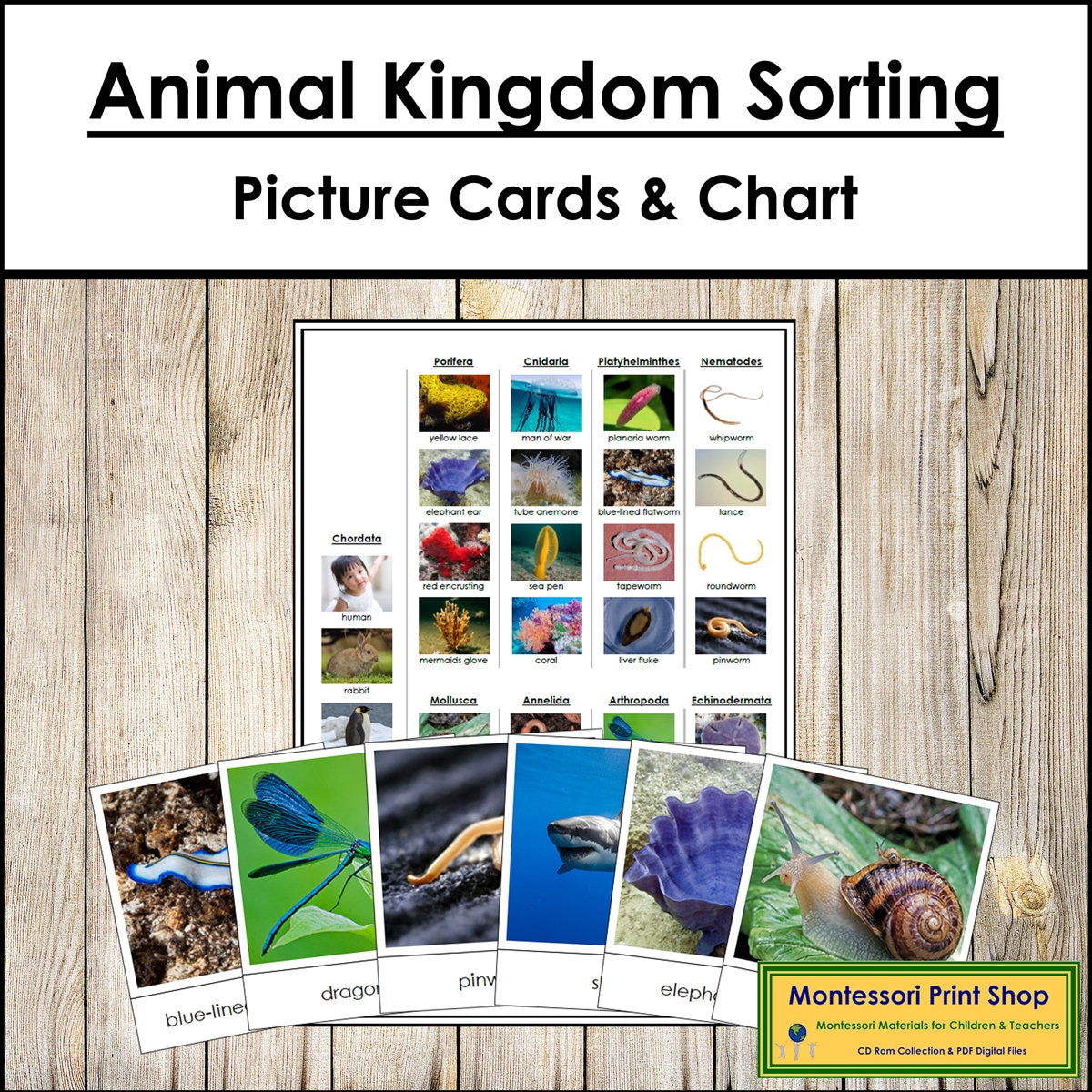 Animal Kingdom Sorting Cards & Control Chart Montessori Zoology ...