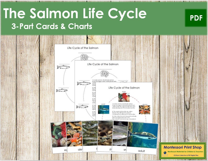 The Salmon Life Cycle 3-part Cards & Charts Montessori - Etsy