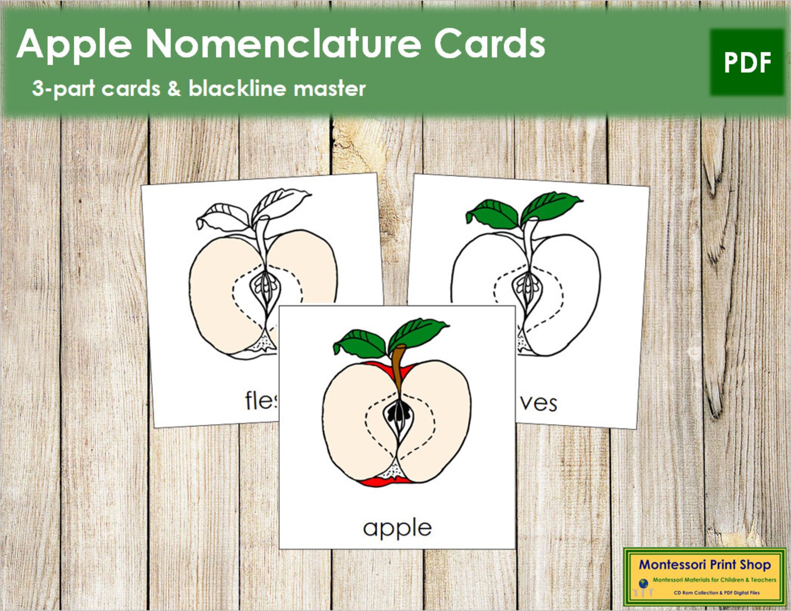 Parts of an Apple Nomenclature 3-part Cards Montessori | Etsy Canada