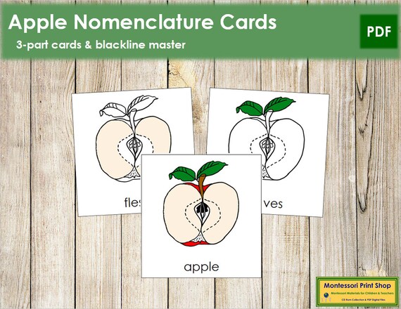 Parts of an Apple Nomenclature 3-part Cards Montessori | Etsy Canada