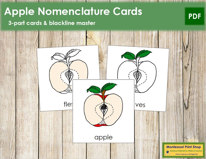 Parts of an Apple Nomenclature 3-part Cards Montessori | Etsy