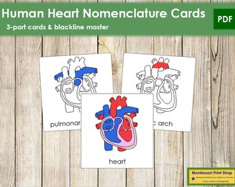 Parts of a Human Brain Nomenclature 3-part Cards Science | Etsy