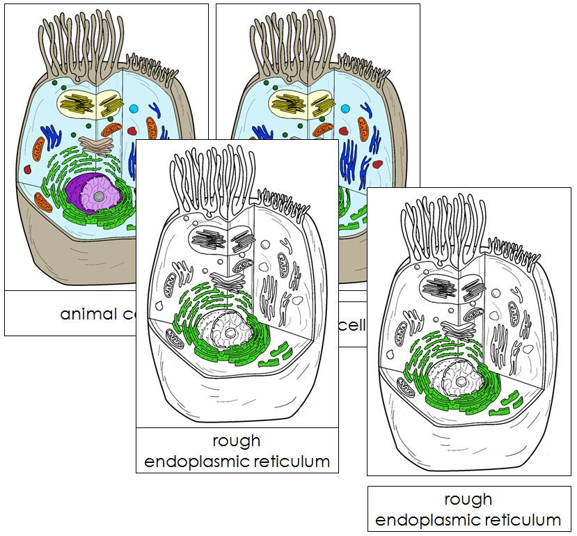 Parts of an Animal Cell Nomenclature Cards Science Printable Montessori ...