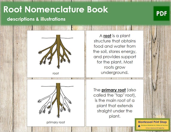Parts of a Root Nomenclature Book Montessori Botany | Etsy