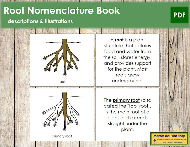 Parts of a Root Nomenclature Book Montessori Botany | Etsy Canada
