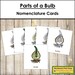 Parts of a Bulb Nomenclature 3-part Cards & Blackline Master ...
