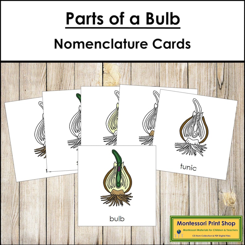 Parts of a Bulb Nomenclature 3-part Cards & Blackline Master ...