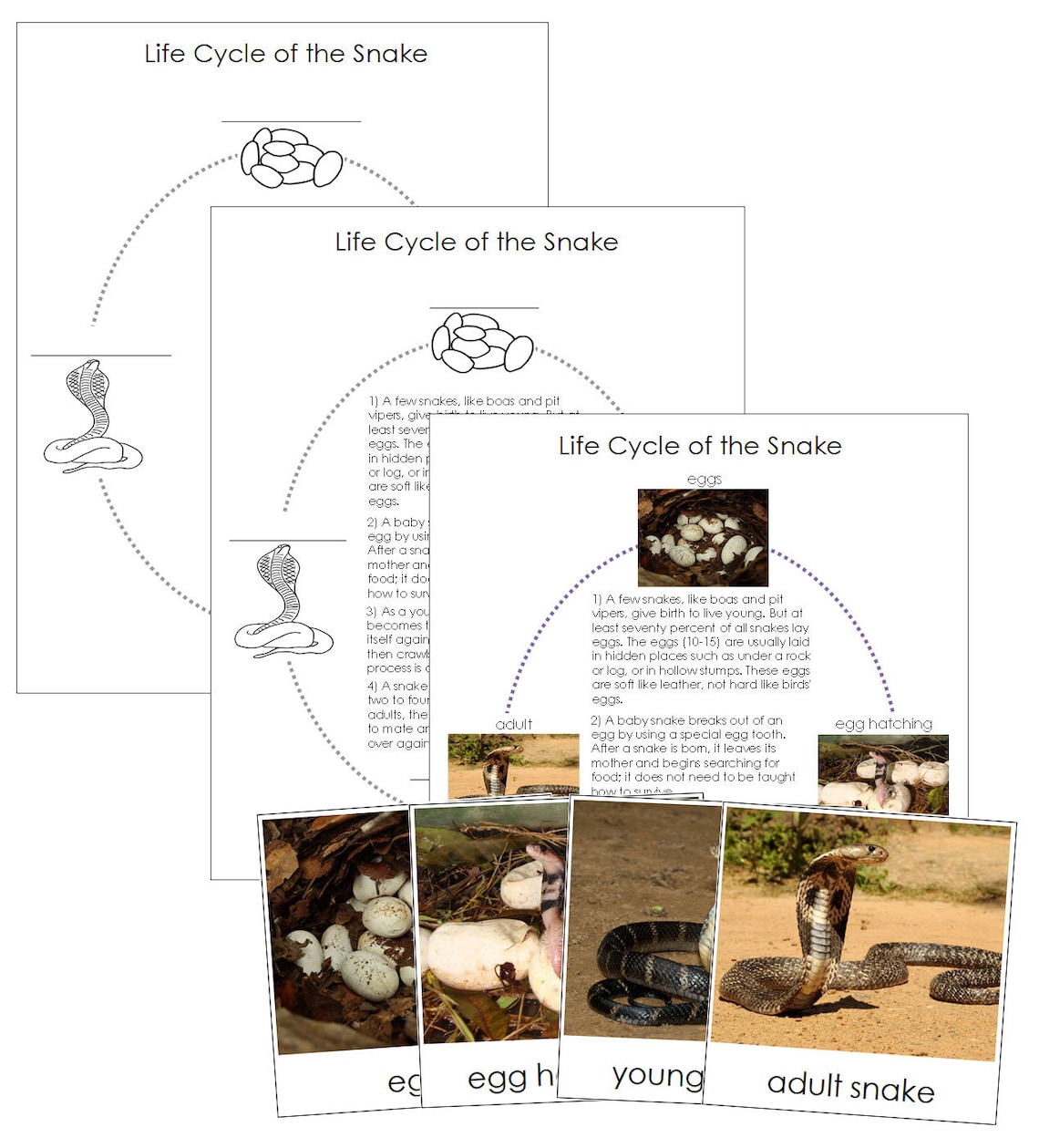 The Snake Life Cycle 3-part Cards & Charts Montessori - Etsy UK