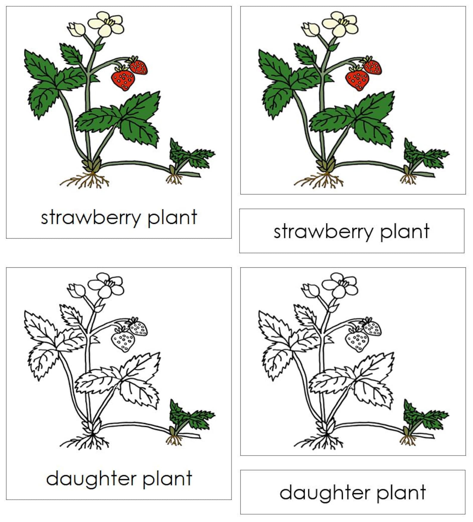 Parts of a Strawberry Plant Nomenclature 3-part Cards & Blackline ...