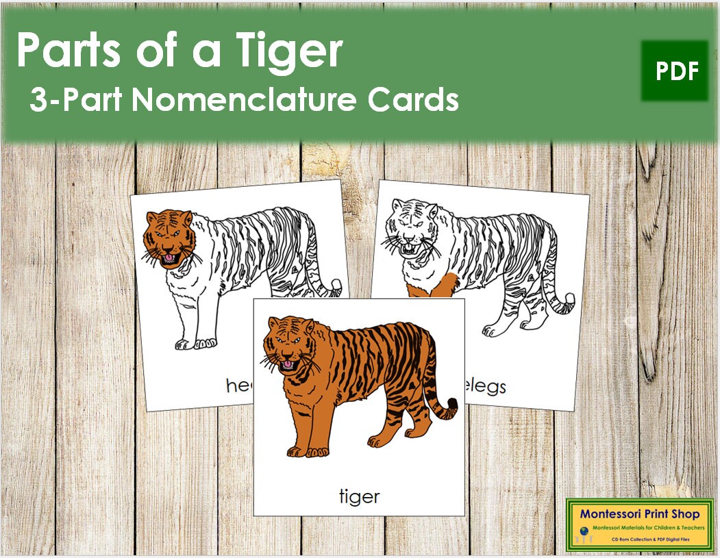 Parts of a Tiger Nomenclature 3-part Cards Zoology - Etsy