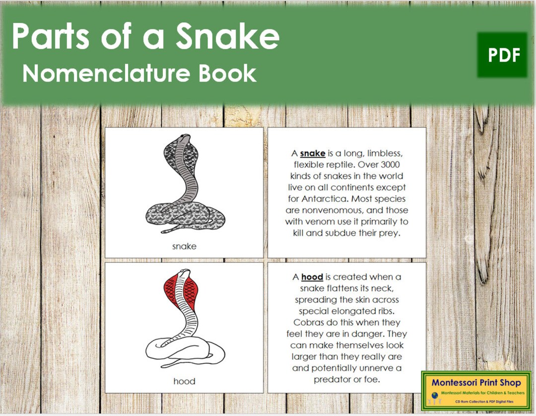 Parts of a Snake Nomenclature Book RED Montessori Zoology - Etsy