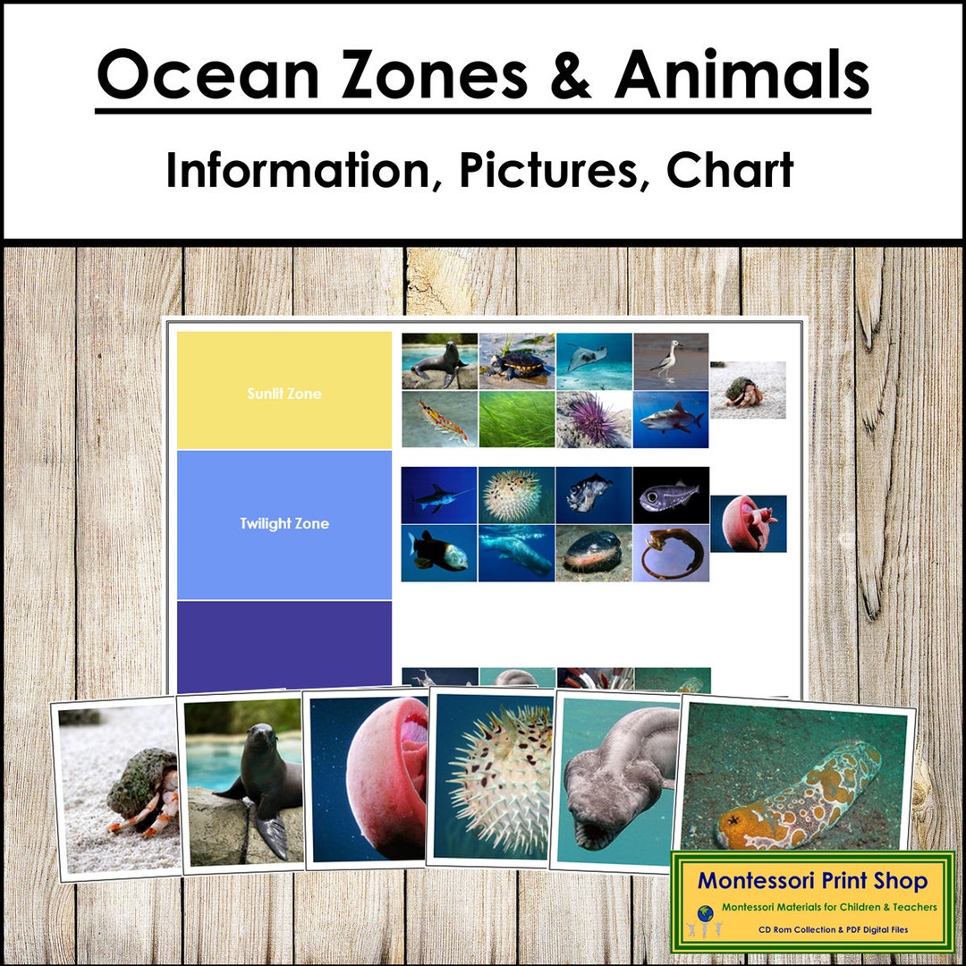 Ocean Zones Animal Sorting & Control Chart - Montessori Marine Biology ...