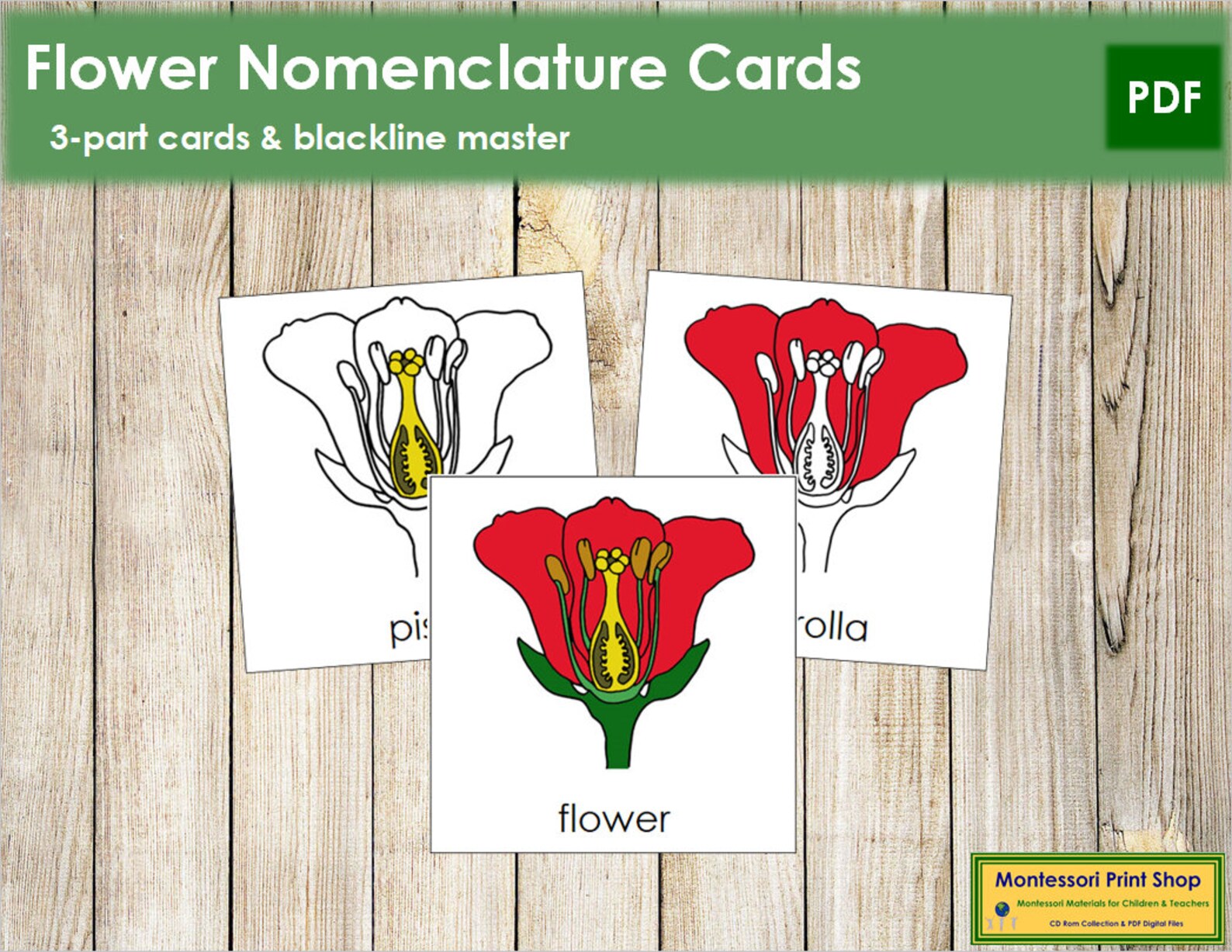 Parts of a Flower Nomenclature 3-part Cards Montessori | Etsy
