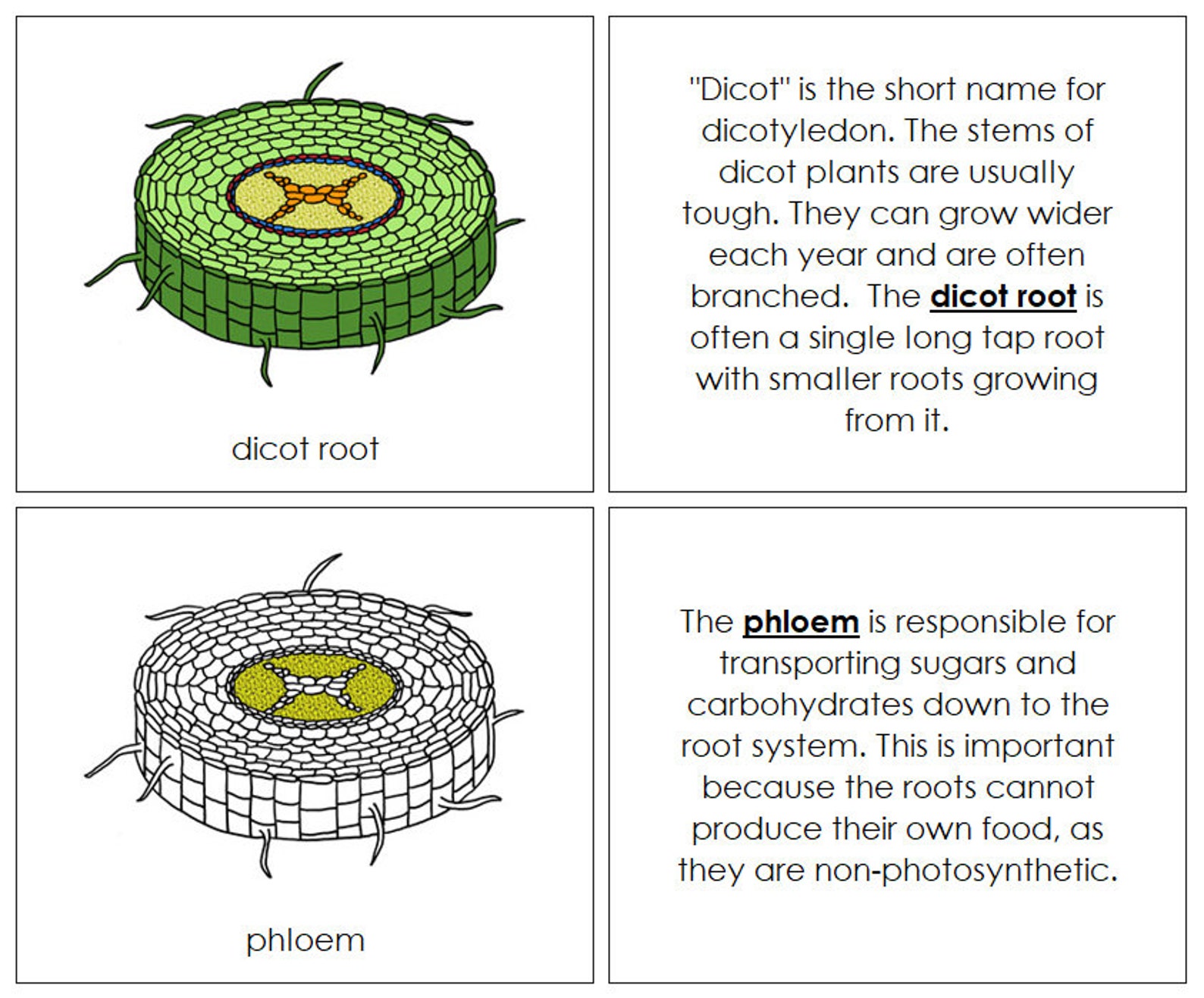 Parts of a Dicot Root Nomenclature Book Botany Printable - Etsy