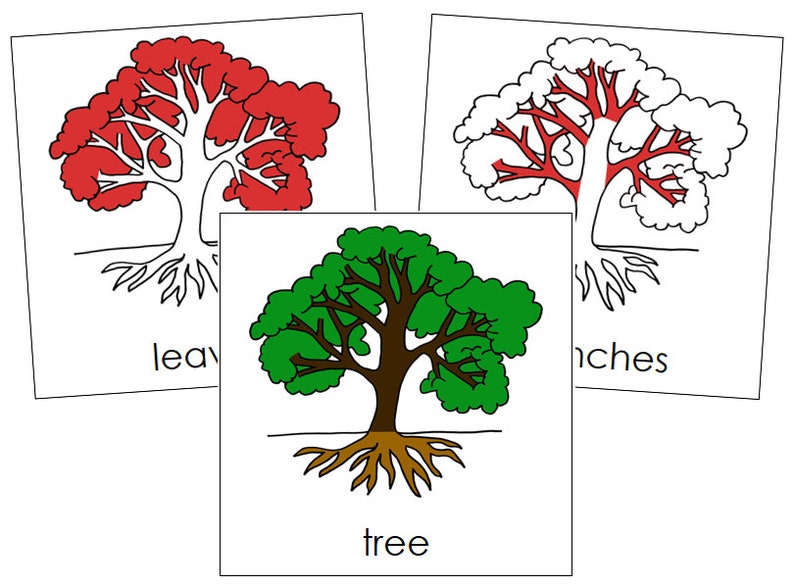 Parts of a Tree Nomenclature 3-part Cards RED Montessori - Etsy