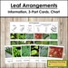 Leaf Arrangements Information, Sorting Cards & Control Chart Montessori ...