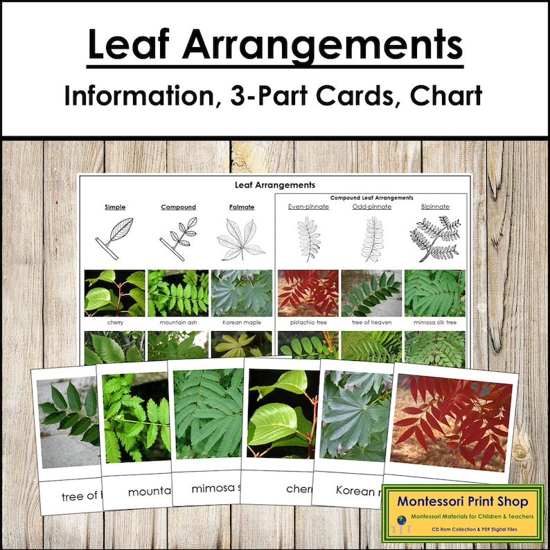 Types of Leaf Arrangements Sorting Cards & Chart - Montessori Botany ...