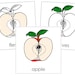 Parts of an Apple Nomenclature 3-part Cards & Blackline Master ...