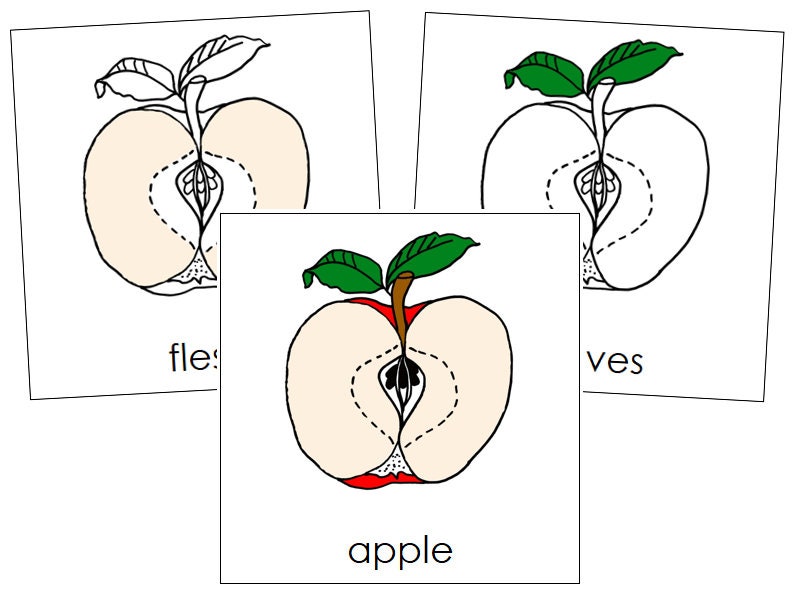 Parts of an Apple Nomenclature 3-part Cards Montessori | Etsy Canada