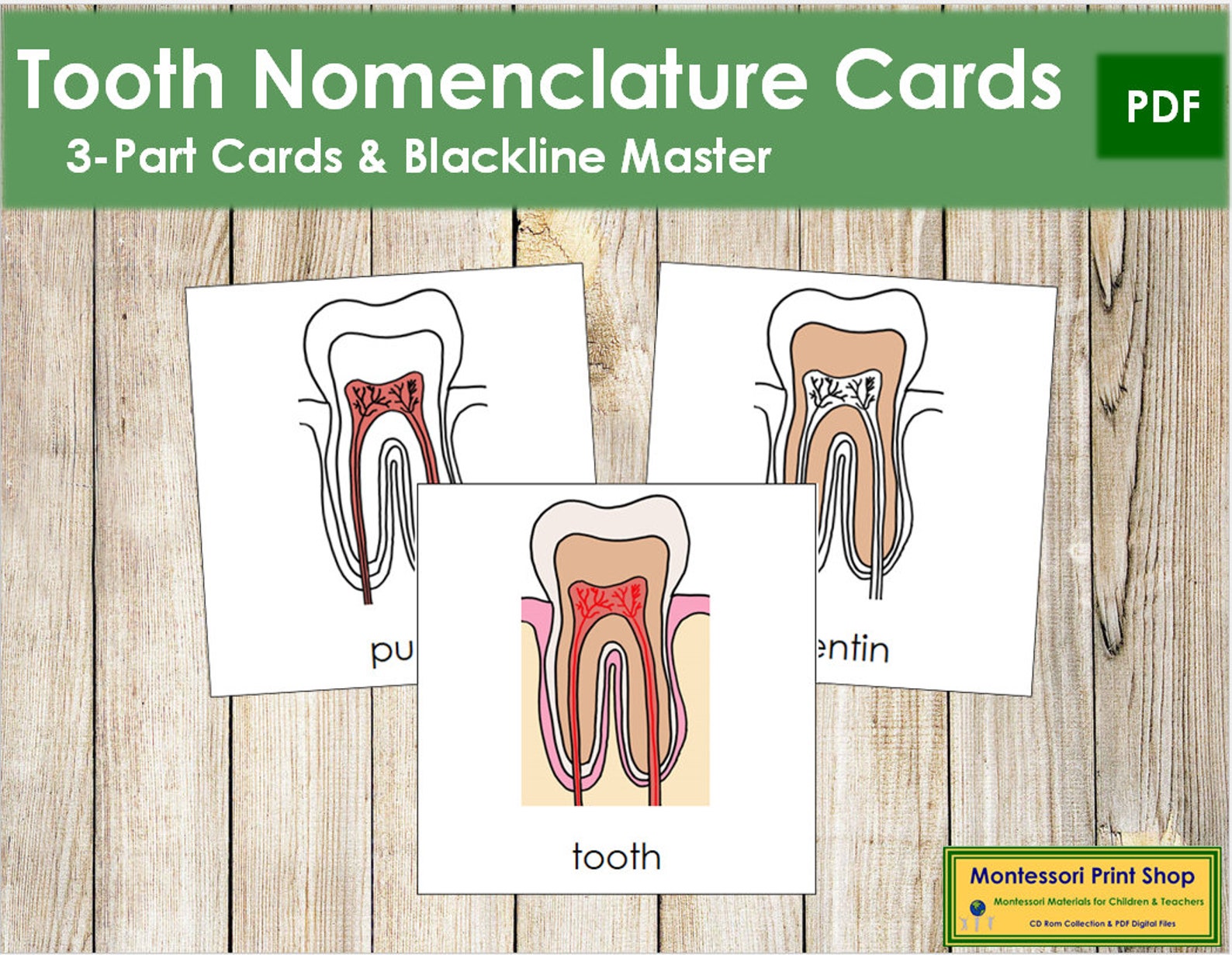 Parts of a Tooth Nomenclature 3-part Cards Science - Etsy