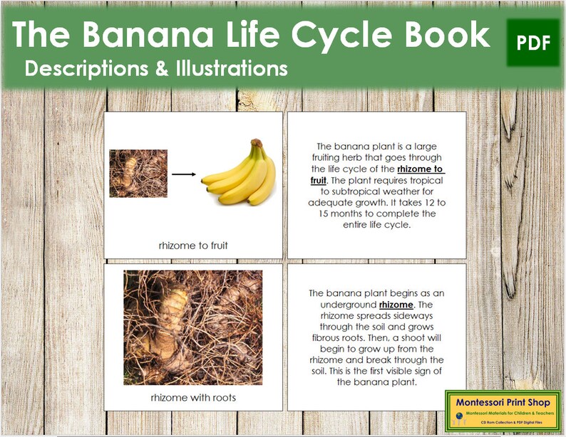 The Banana Life Cycle Book Montessori Nomenclature - Etsy