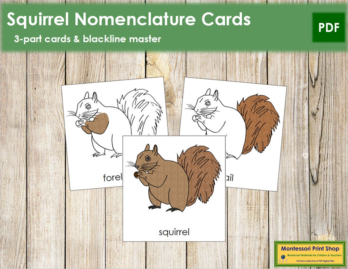 Parts of a Squirrel Nomenclature 3-Part Cards Zoology | Etsy