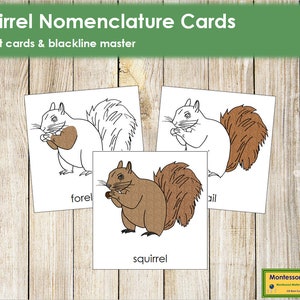 Parts of a Squirrel Nomenclature 3-Part Cards Zoology | Etsy