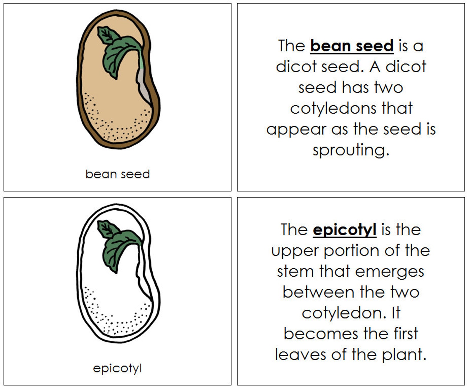 Parts Of A Bean Seed Nomenclature Book Montessori Botany Etsy Canada