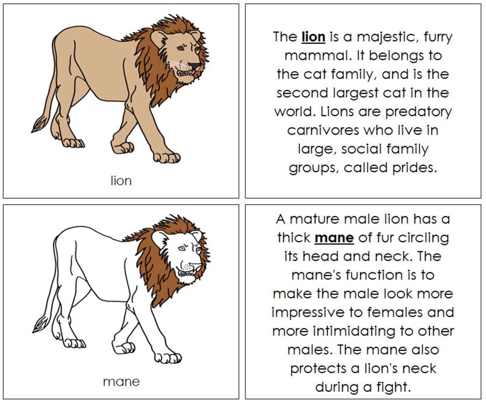 Parts of a Lion Nomenclature Book Montessori Zoology | Etsy