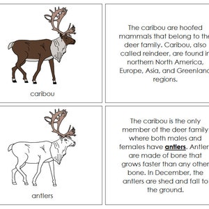 Parts of a Caribou Nomenclature Book - Montessori Zoology - Printable ...