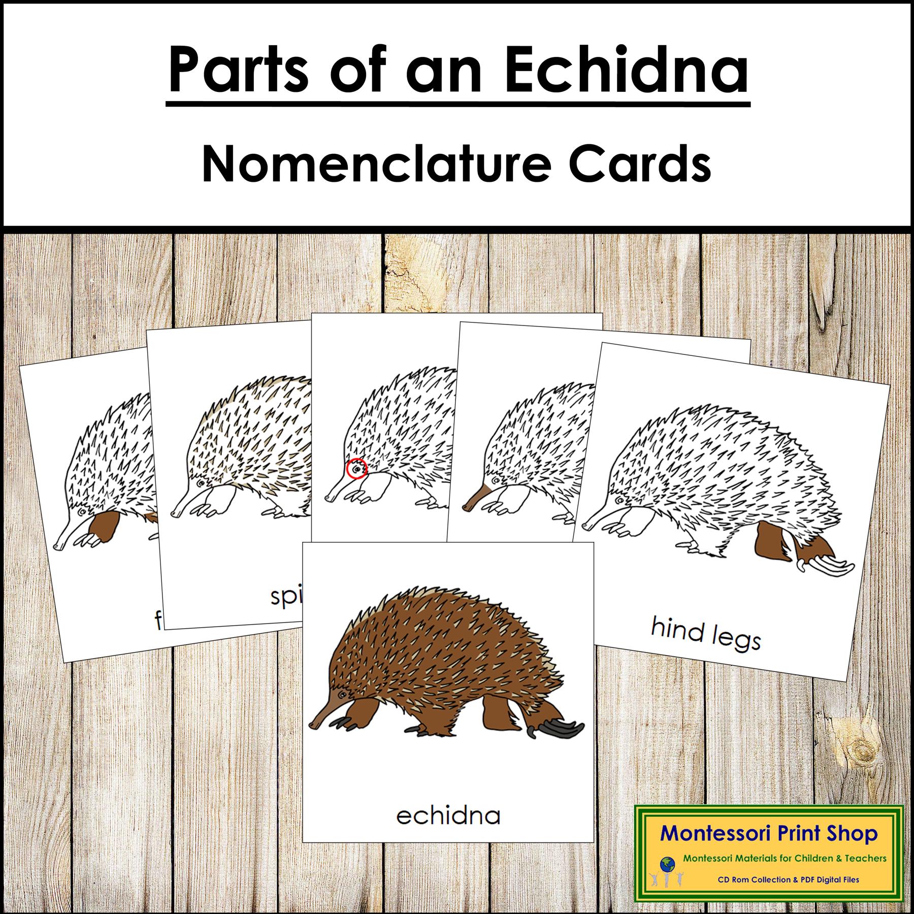 Parts of an Echidna Nomenclature 3-part Cards & Blackline Master ...