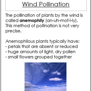 Pollination and Seed Dispersal Information & Photographs - Montessori ...