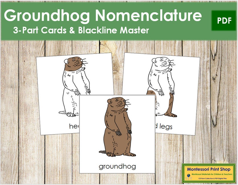 Parts of a Groundhog Nomenclature 3-part Cards Montessori - Etsy