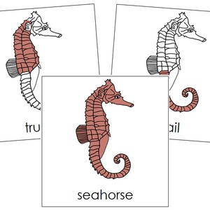 Parts of a Seahorse Nomenclature 3-part Cards - Montessori Zoology ...