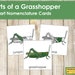Parts of a Grasshopper Nomenclature 3-part Cards Montessori - Etsy Canada