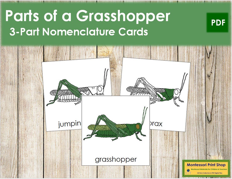 Parts of a Grasshopper Nomenclature 3-part Cards Montessori - Etsy Canada